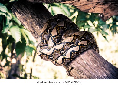 Snake On Tree Stock Photo 581783545 | Shutterstock