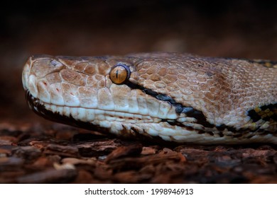 225 Malayopython Images, Stock Photos & Vectors | Shutterstock