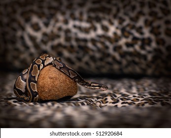 8 Leopard snake morph Bilder, Stockfotos und Vektorgrafiken | Shutterstock