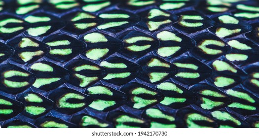 1,045 Snake skin repeat Stock Photos, Images & Photography | Shutterstock