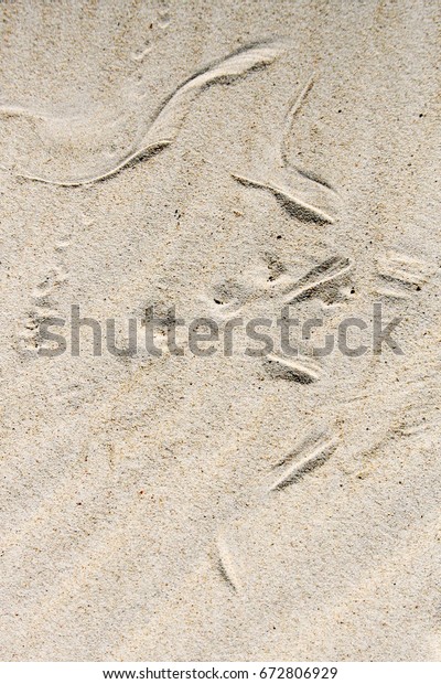 Snake Tracks Sand Stock Photo 672806929 | Shutterstock