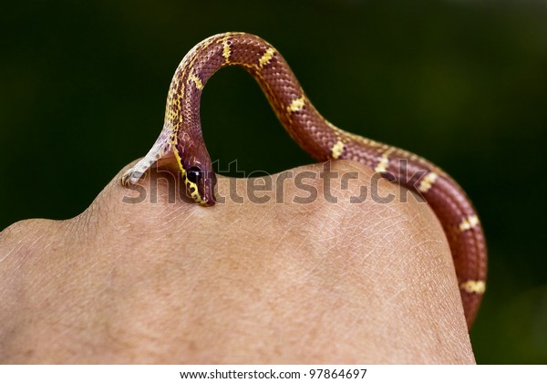 Snakebite Snake Biting On Hand Stock Photo (Edit Now) 97864697