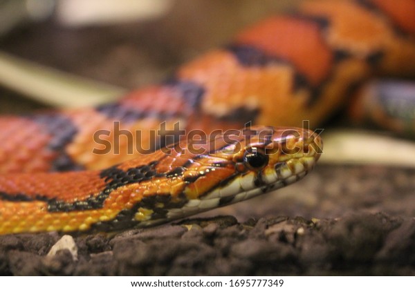 Snakes Normal Position Stock Photo 1695777349 | Shutterstock