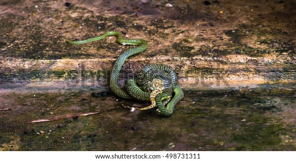 Snakes Predators Prey Stock Photo 498731311 | Shutterstock