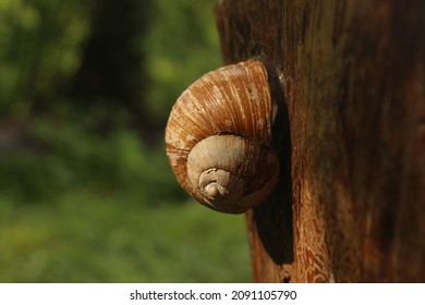 1,246 Broken snail shell Images, Stock Photos & Vectors | Shutterstock