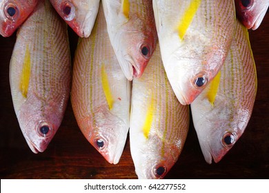 Nemipterus Virgatus Golden Threadfin Bream White Stock Photo 1893033187 ...