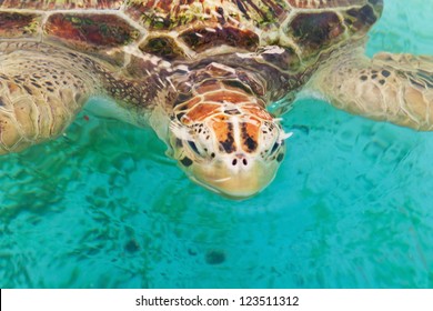 794 Snapping turtle eye Images, Stock Photos & Vectors | Shutterstock