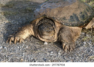 Photograph Large Obese Snapping Turtle Found Stock Photo 115108288 ...