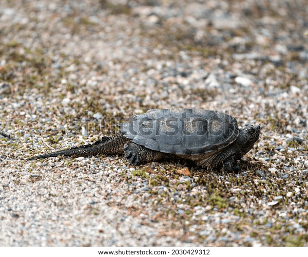 Snapping Turtle Closeup Profile View Walking Stock Photo 2030429312 ... Snapping Turtle Closeup Profile View Walking Stock Photo 2030429312 ...