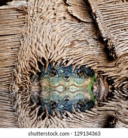 Snapping Turtle Hiding Under Log Stock Photo 129134363 | Shutterstock
