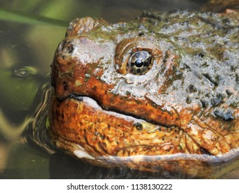 Snapping Turtle Profile Stock Photo 1138130222 | Shutterstock