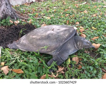Snapping Turtle Softshelled Turtle Digging Hole Stock Photo 1023607429 ...