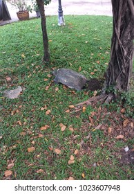 Snapping Turtle Softshelled Turtle Digging Hole Stock Photo 1023607948 ...