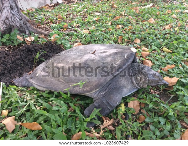 Snapping Turtle Softshelled Turtle Digging Hole Stock Photo 1023607429 ...