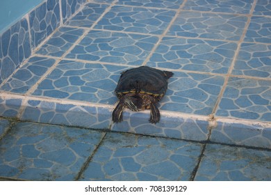 Snapping Turtle Sunbathing On Floor Stock Photo 708139129 | Shutterstock