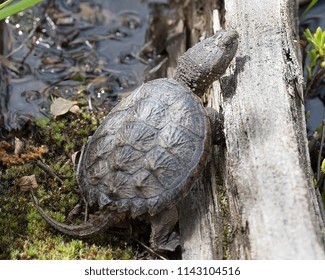 Snapping Turtle Their Growing Phase Stock Photo 1143104516 | Shutterstock