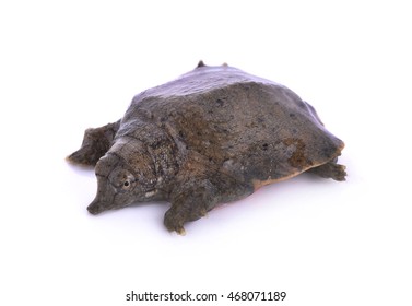 Snapping Turtle White Background Stock Photo (Edit Now) 468071189