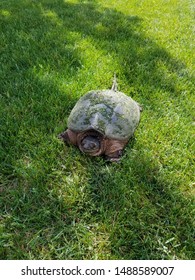 Snapping Turtle Yard Stock Photo 1488589007 | Shutterstock