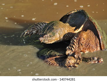 Male Snapping Turtle Stock Photo 140744263 | Shutterstock
