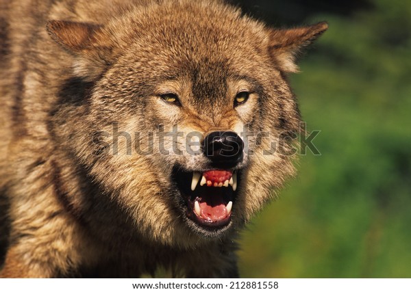 433 imágenes de Snarling gray wolf - Imágenes, fotos y vectores de ...