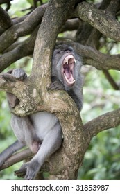 215 Snarling monkey Bilder, Stockfotos und Vektorgrafiken | Shutterstock