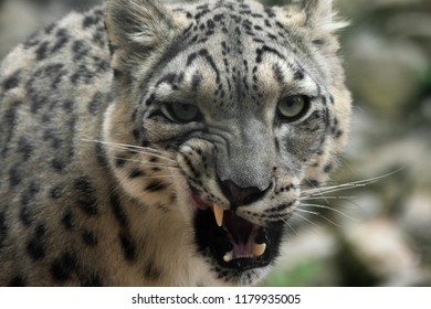 60 Snarling snow leopard zoo Images, Stock Photos & Vectors | Shutterstock