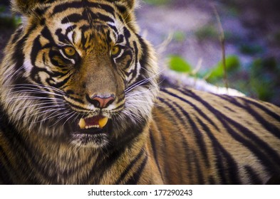 Snarling Tiger Stock Photo 177290243 | Shutterstock