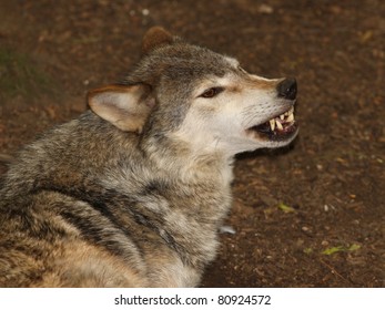 1,828 Snarling wolf Images, Stock Photos & Vectors | Shutterstock