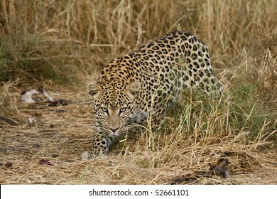Sneaking Leopard Stock Photo 52661101 | Shutterstock