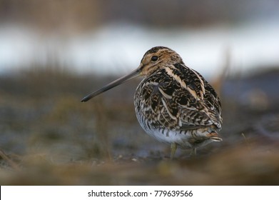 2,661,478 Birds beak Images, Stock Photos & Vectors | Shutterstock