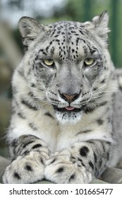7,143 Spotted snow leopard Images, Stock Photos & Vectors | Shutterstock