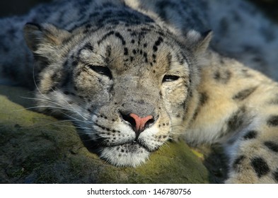 Panthère des neiges : 6 954 images, photos et images vectorielles de ...