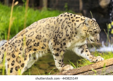 263 Snow leopard camouflage Stock Photos, Images & Photography ...