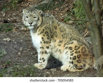 80 Kashmir cat Images, Stock Photos & Vectors | Shutterstock