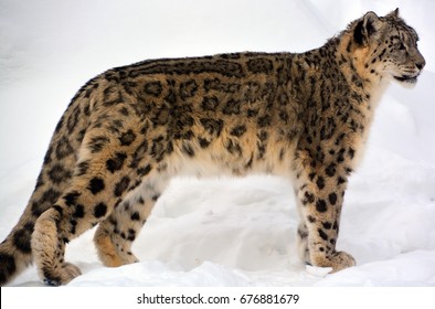 4,208 Snow jaguar Images, Stock Photos & Vectors | Shutterstock