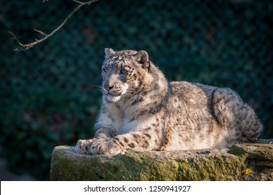 Snow Leopard Lying Down Stock Photo 1250941927 | Shutterstock