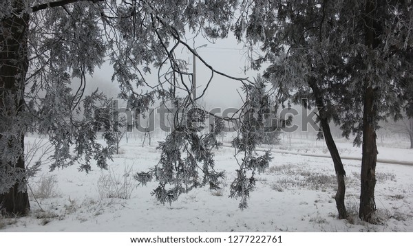 Snow White Trees Stock Photo 1277222761 | Shutterstock