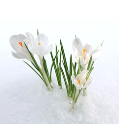Snowdrops in snow stock photo containing aromatherapy and background, a ...