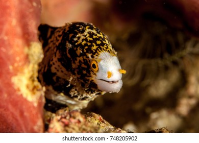 176 Snowflake moray eel Images, Stock Photos & Vectors | Shutterstock