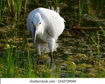 104 Small bird facing forward Images, Stock Photos & Vectors | Shutterstock