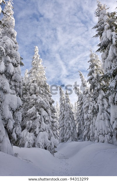 Snowy Pine Forest Stock Photo (Edit Now) 94313299