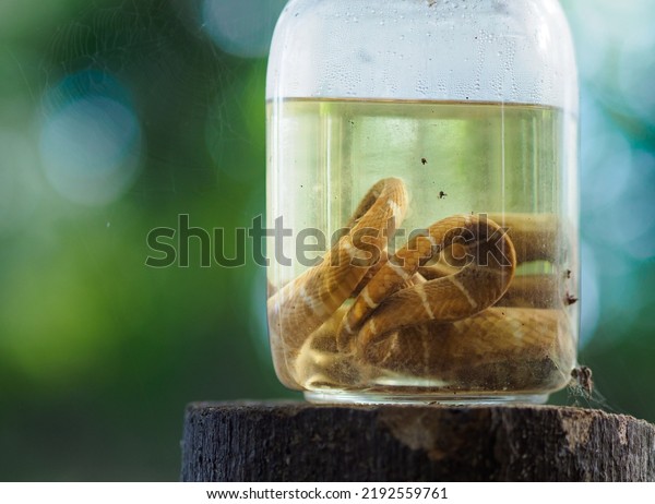 Soak Snake Formaldehyde Solution Clear Glass Stock Photo 2192559761 ...