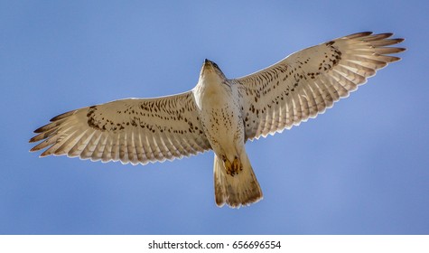 Soaring Hawk Stock Photo 656696554 | Shutterstock