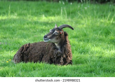 Soay Ewe Sheep Laying Down Field Stock Photo 2198988321 | Shutterstock