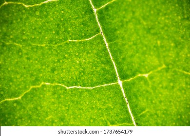 Soft Focus Green Leaf Structure Backgroundmacro Stock Photo 1737654179 ...
