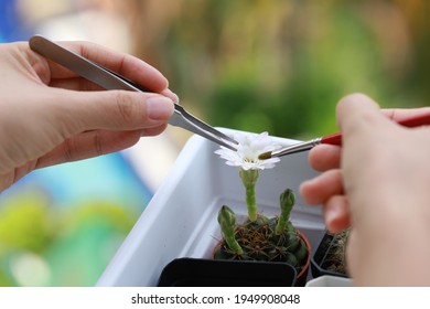 Hand-pollination Images, Stock Photos & Vectors | Shutterstock
