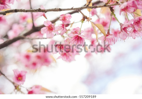 Soft Focus Spring Cherry Blossoms Pink Stock Photo 557209189 | Shutterstock