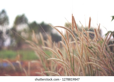 Soft Grass Field Stock Photo 1278819847 | Shutterstock