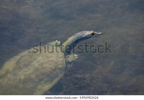 Soft Shell Turtle Peaking Head Out Stock Photo (Edit Now) 1496982626