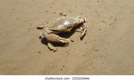 1,472 Crab Front View Images, Stock Photos & Vectors | Shutterstock